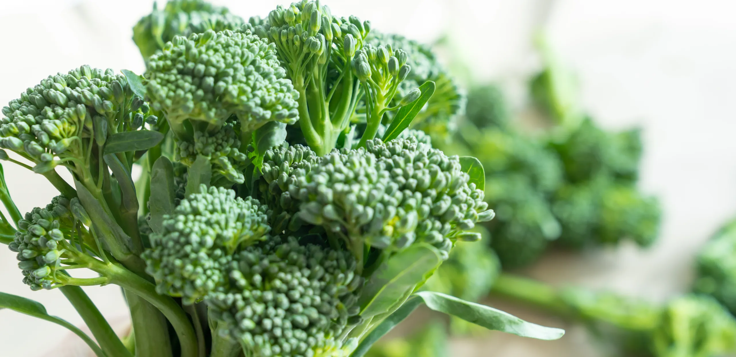 Der Brokkoli – Brassica oleroceo vor. itolica