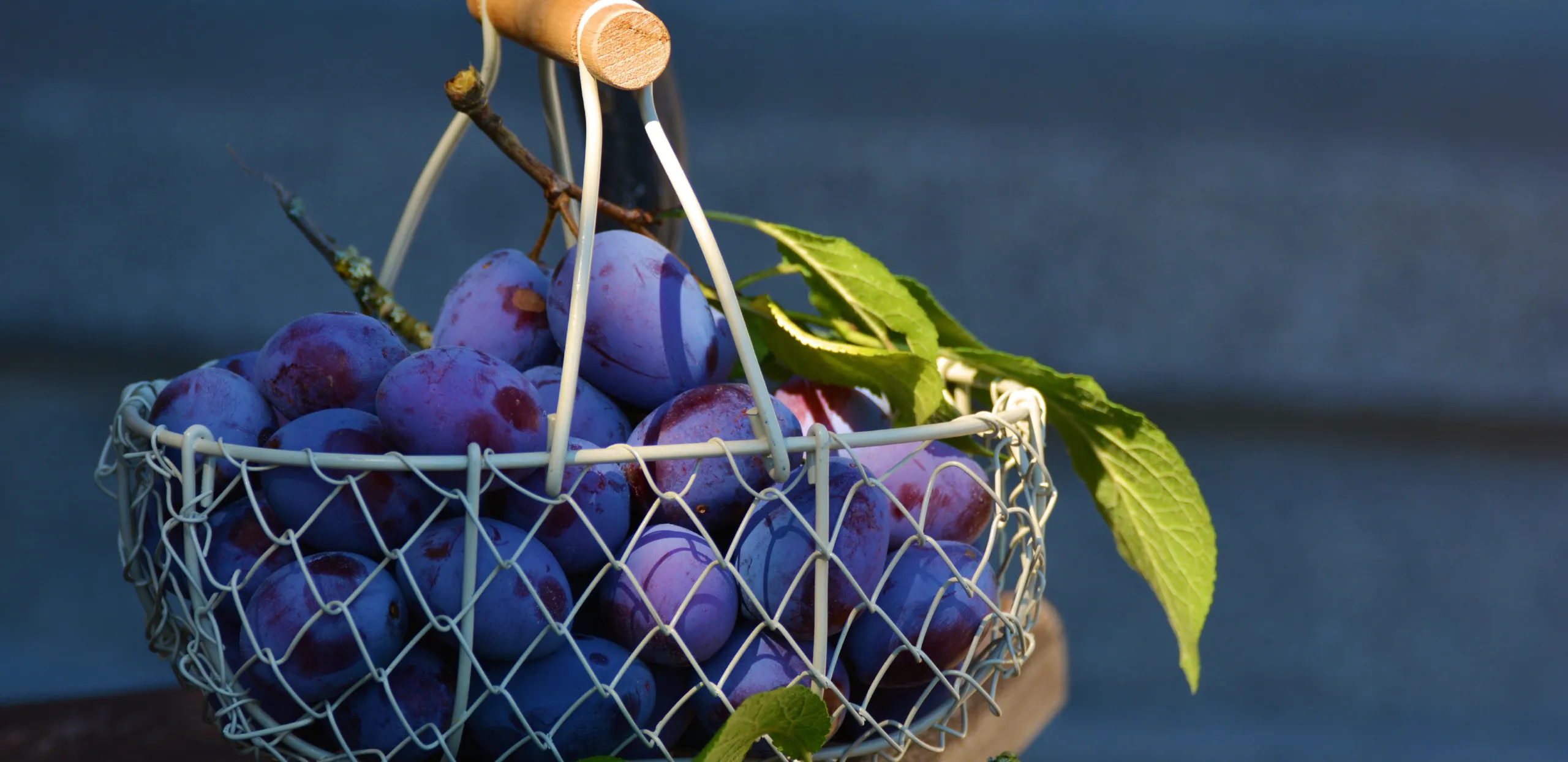 Von süß bis heilsam – die vielseitige Wirkung der Zwetschke